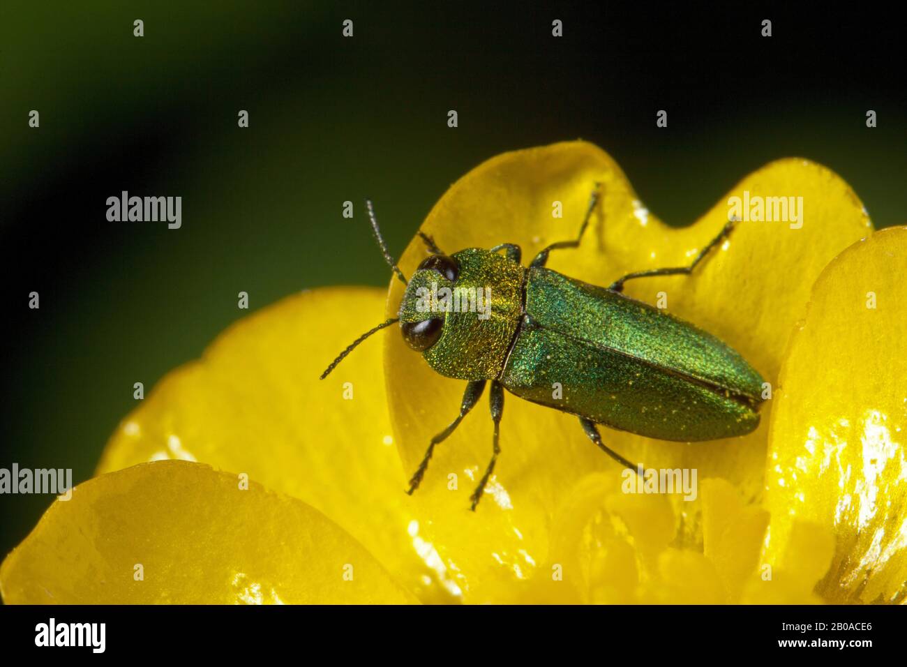 Jewel beetle, Metallic wood-boring beetle (Anthaxia nitidula), Male on ...