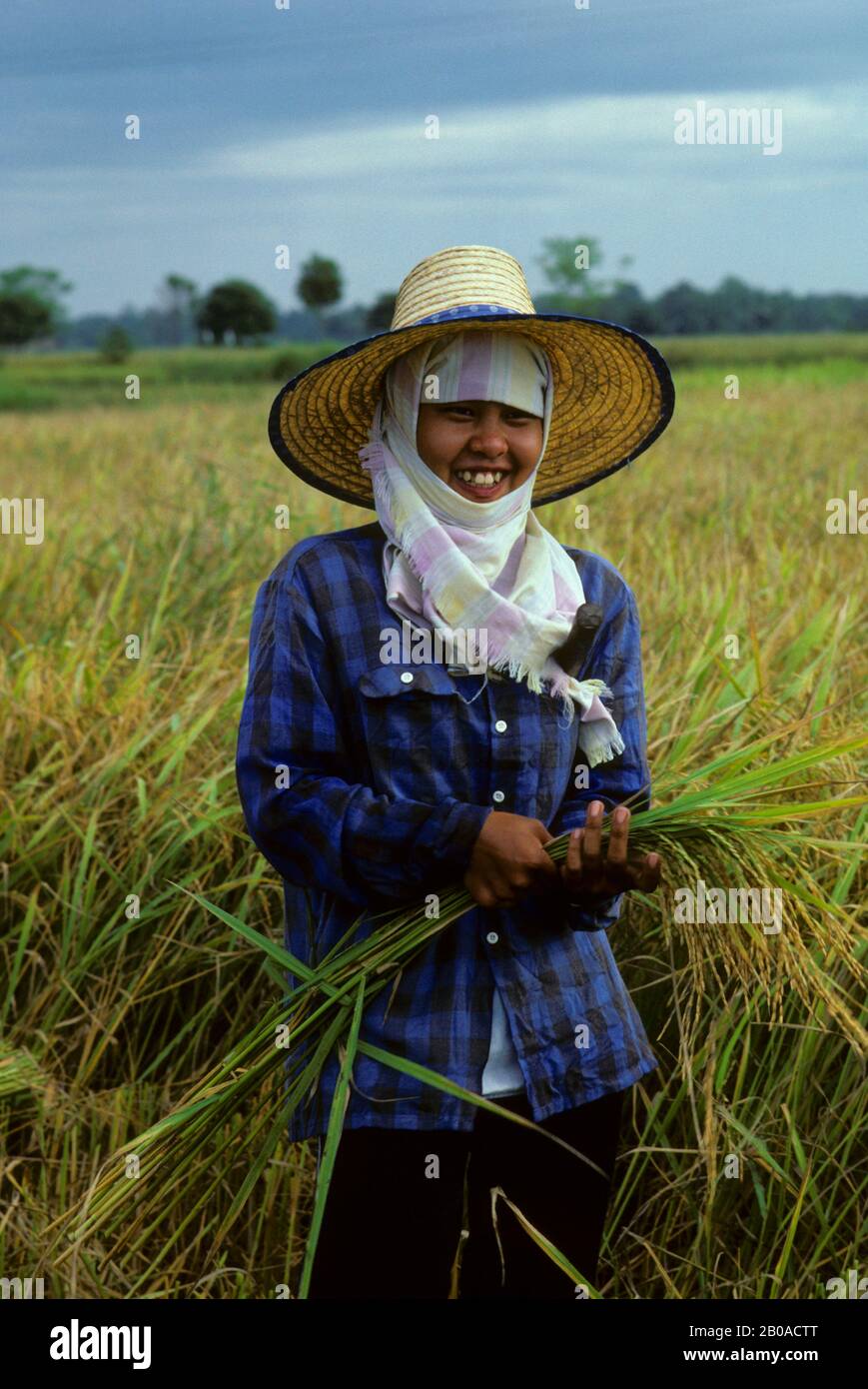 THAILAND, CENTRAL PLAINS, NEAR SUKOTHAI, FARMERS HARVESTING RICE Stock ...