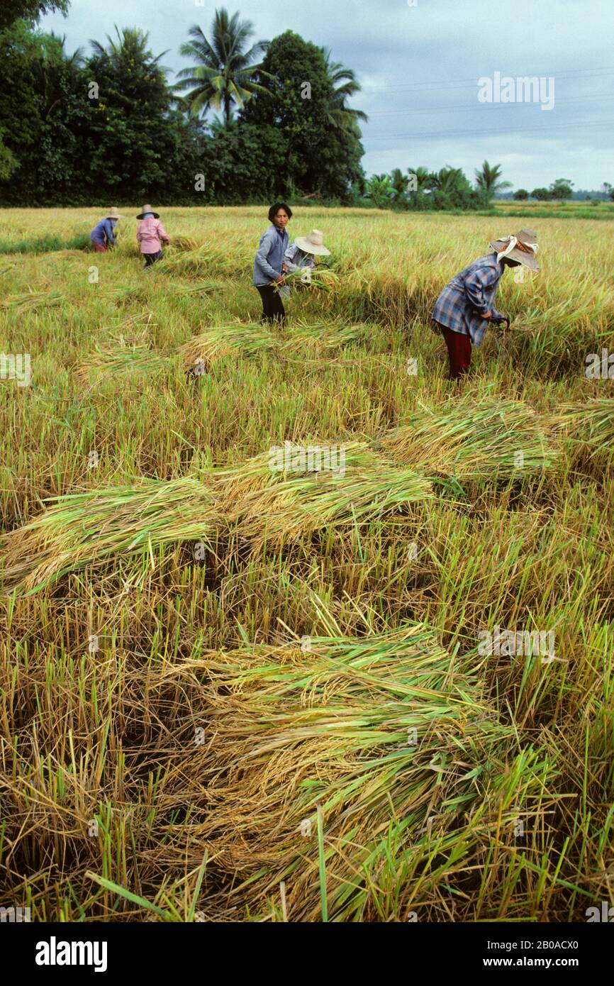 THAILAND, CENTRAL PLAINS, NEAR SUKOTHAI, FARMERS HARVESTING RICE Stock ...