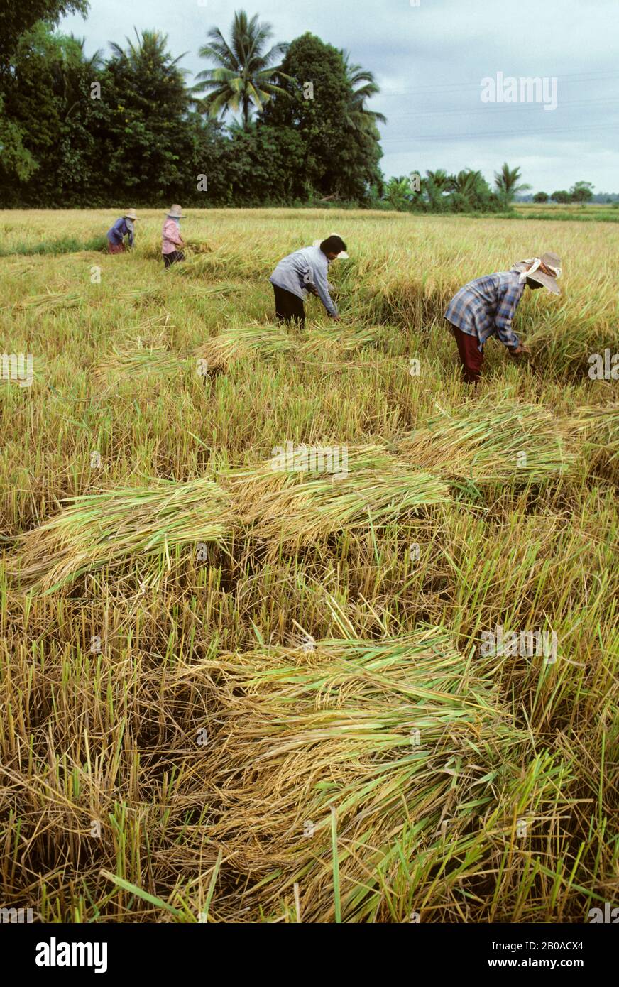 Harvesting rice hi-res stock photography and images - Alamy