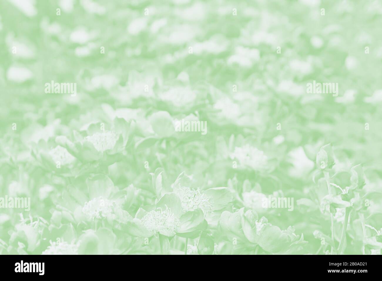 Light green gradient background with flowers. Flowers pattern Stock ...