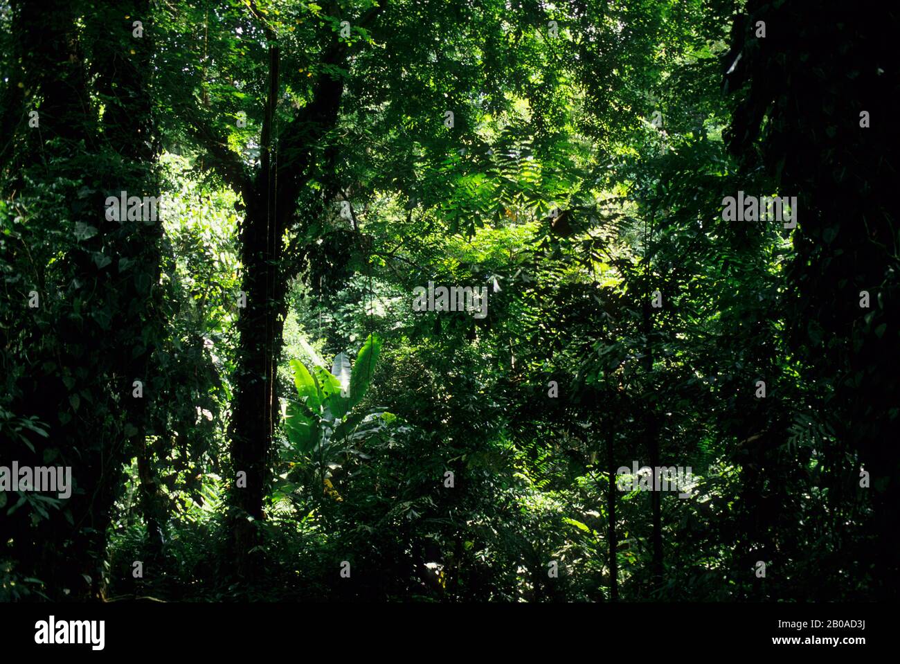 Sumatra rain forest hi-res stock photography and images - Alamy