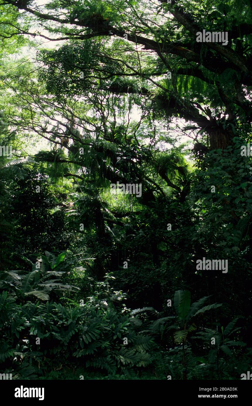 Sumatra rain forest hi-res stock photography and images - Alamy