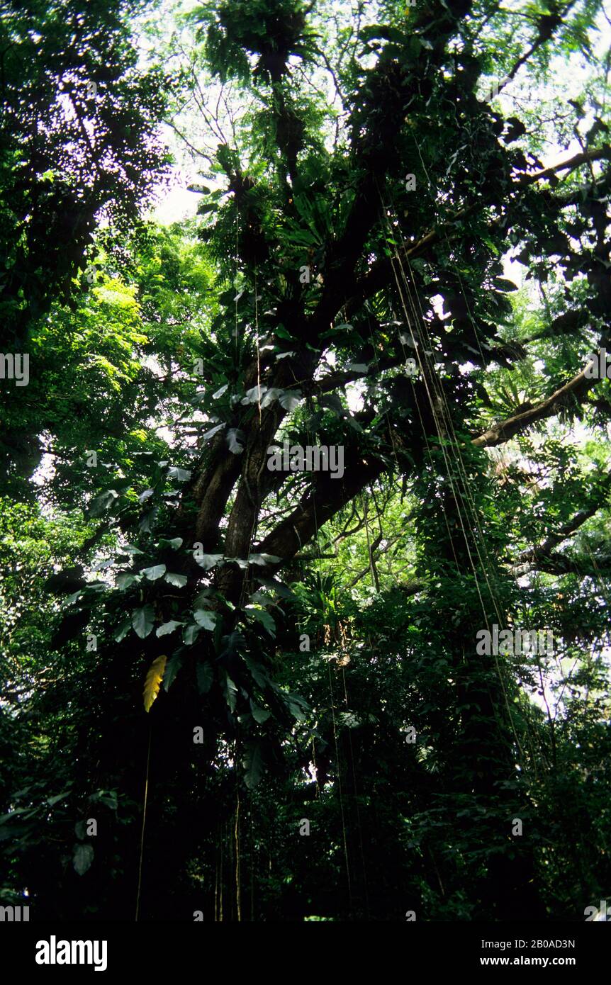 Flora of sumatra rainforest hi-res stock photography and images - Alamy
