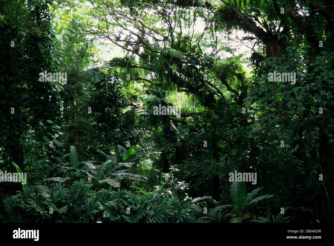 ASIA, INDONESIA, SUMATRA, TROPICAL RAIN FOREST Stock Photo - Alamy