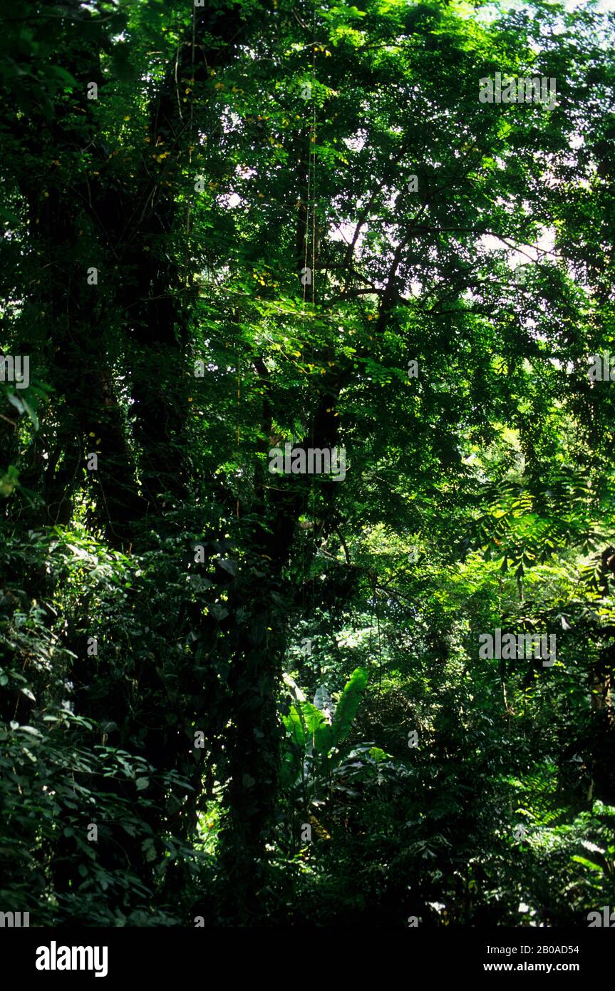 ASIA, INDONESIA, SUMATRA, TROPICAL RAIN FOREST Stock Photo - Alamy