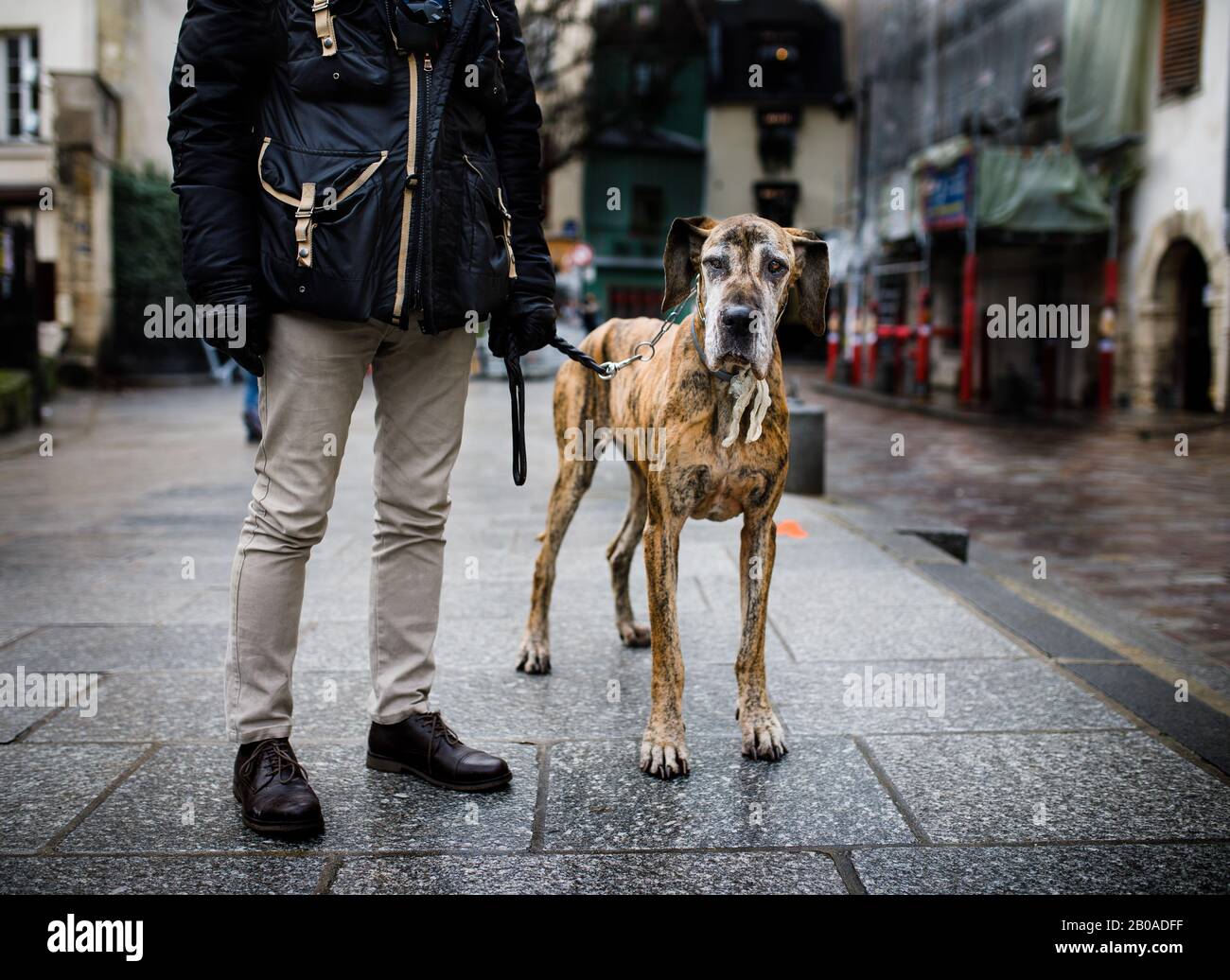 Paris france man walking dog hi-res stock photography and images - Alamy