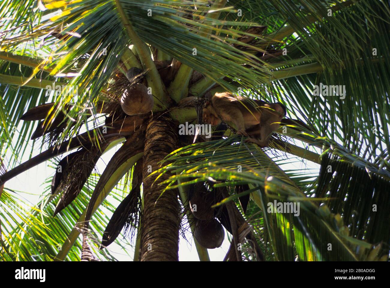 ASIA, INDONESIA, SUMATRA, MONKEY HARVESTING COCONUTS Stock Photo - Alamy