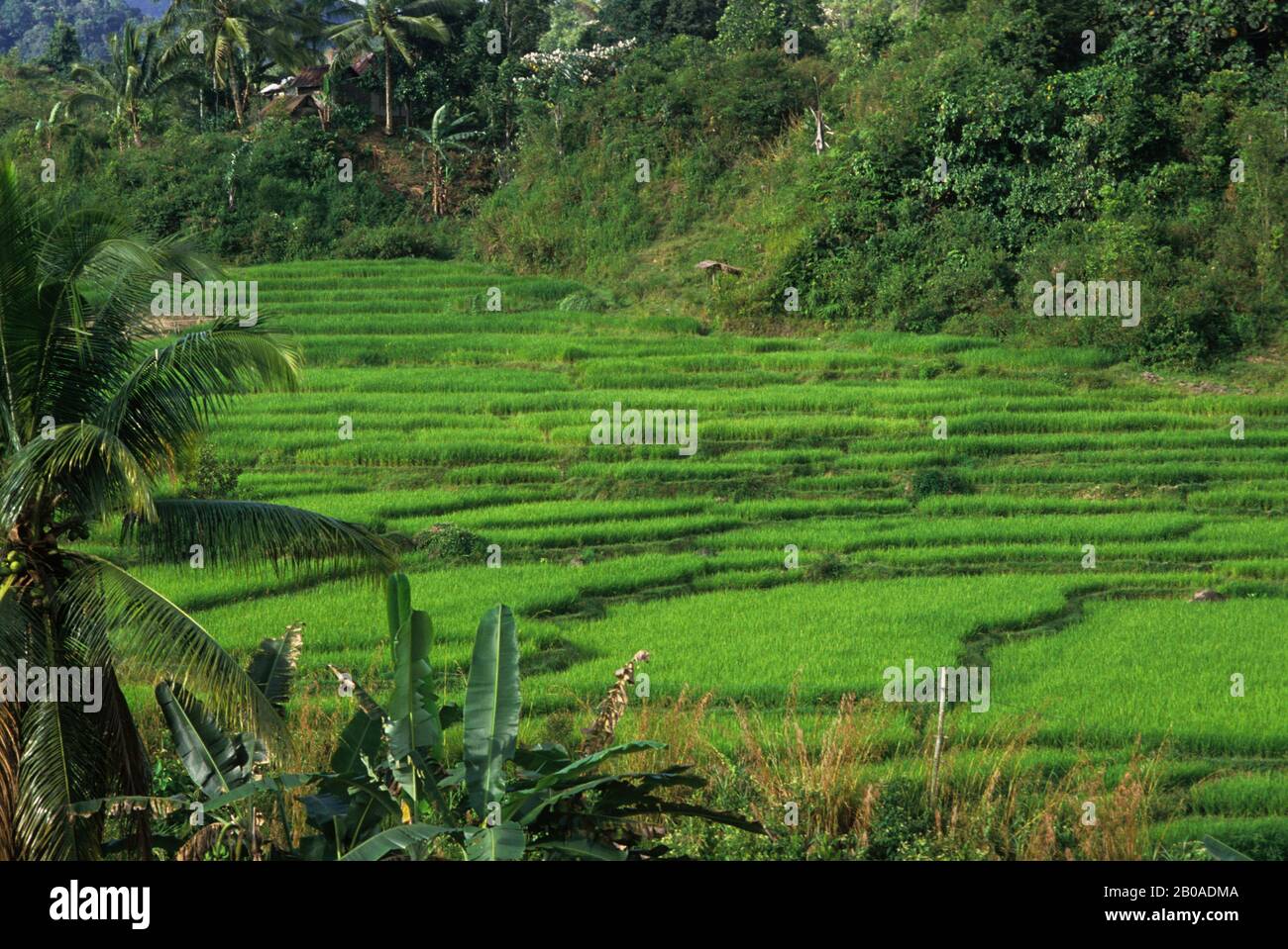 ASIA, INDONESIA, SUMATRA, NEAR BUKITTINGGI, RICE FIELDS Stock Photo - Alamy