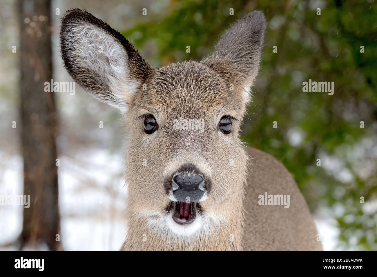 Deer Mouth Closed