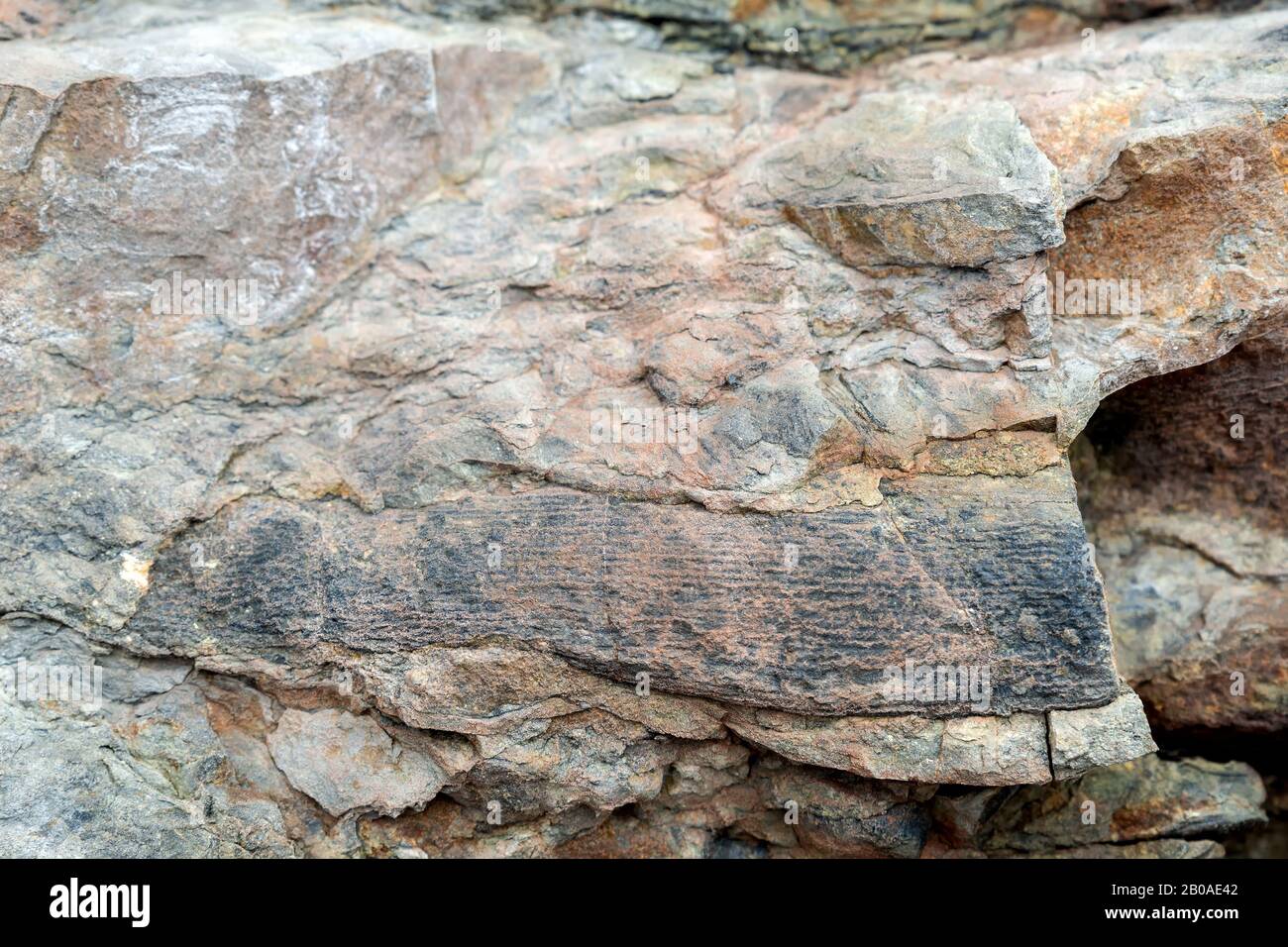 A fossil fern (calamites) branch in a cliff. The fossil is embedded in ...