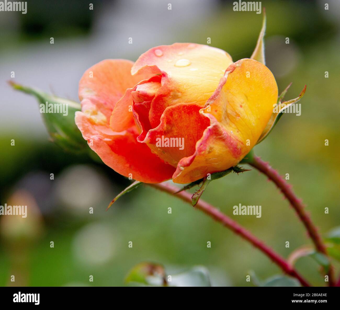 a view from the Rose Pat Austin an English rose Stock Photo - Alamy