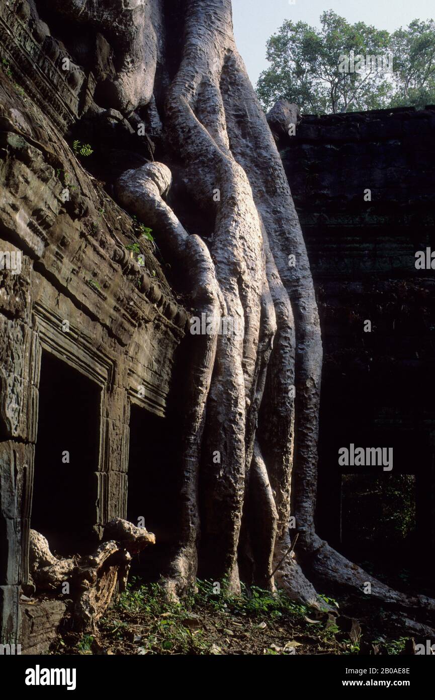 CAMBODIA, ANGKOR, TA PROHM TEMPLE, OVERGROWN WITH VEGETATION Stock ...