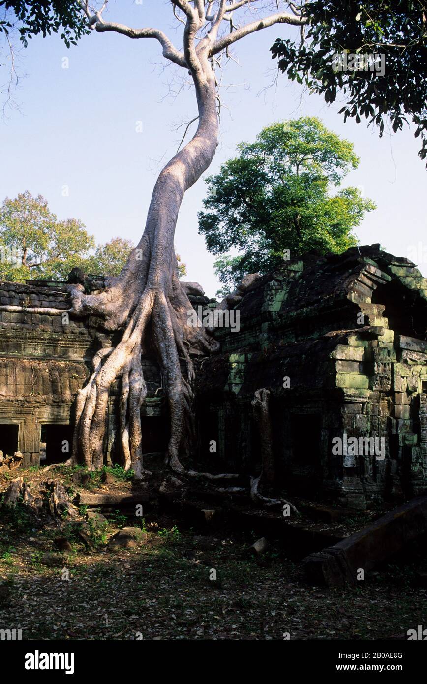 CAMBODIA, ANGKOR, TA PROHM TEMPLE, OVERGROWN WITH VEGETATION Stock ...