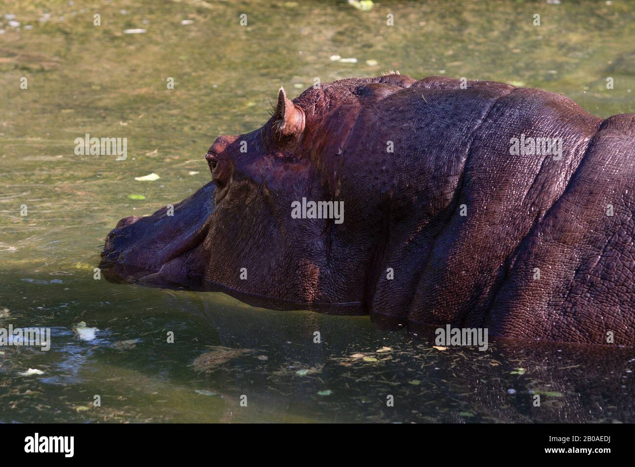 River Hippopotamus Amphibius Hippo Water Portrait Close Stock Photo - Alamy