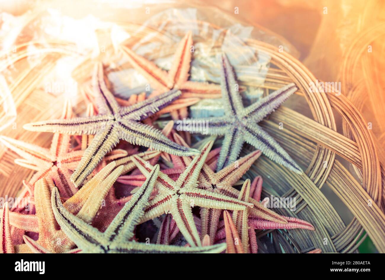 Seashell materials hi-res stock photography and images - Alamy