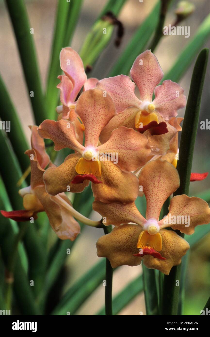 Artex saigon orchid farm hi-res stock photography and images - Alamy