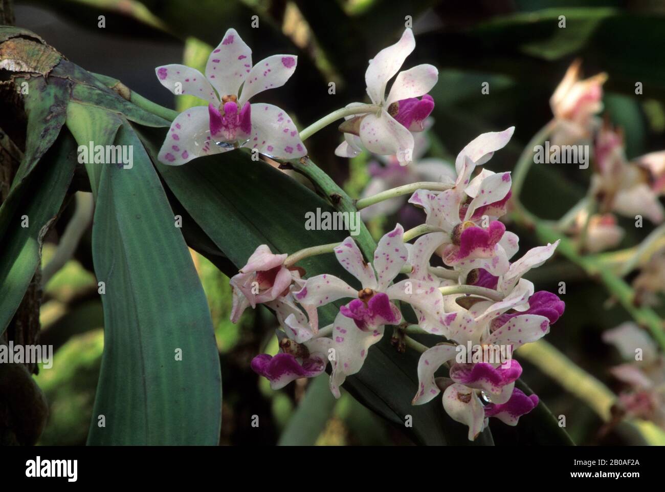 SO.VIETNAM, SAIGON, ARTEX SAIGON ORCHID FARM, RHYNCHOSTYLIS GIGANTEA ...