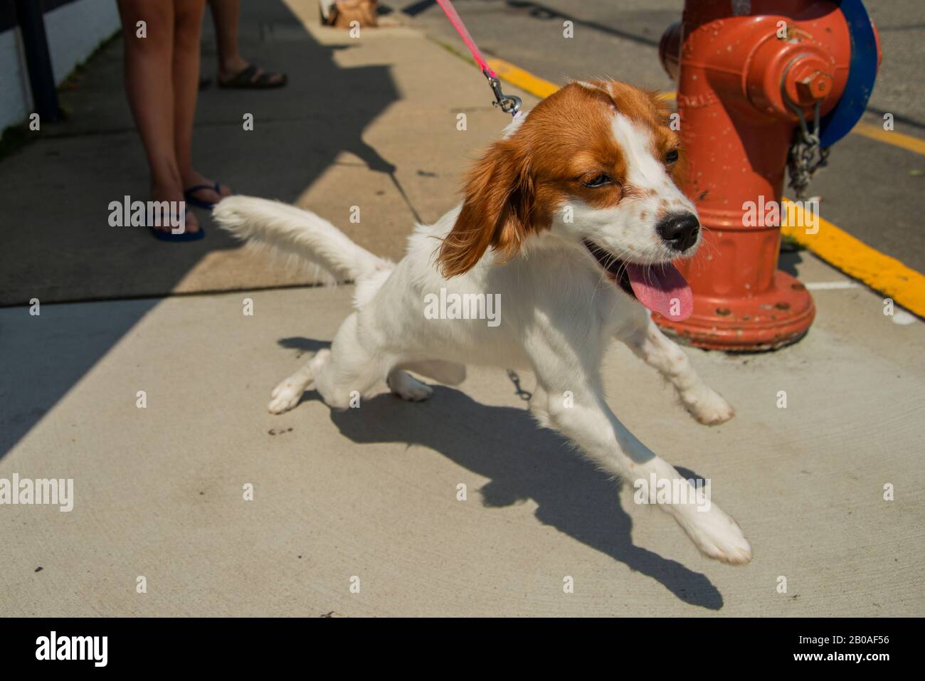 walking the dog past hydrant Stock Photo - Alamy