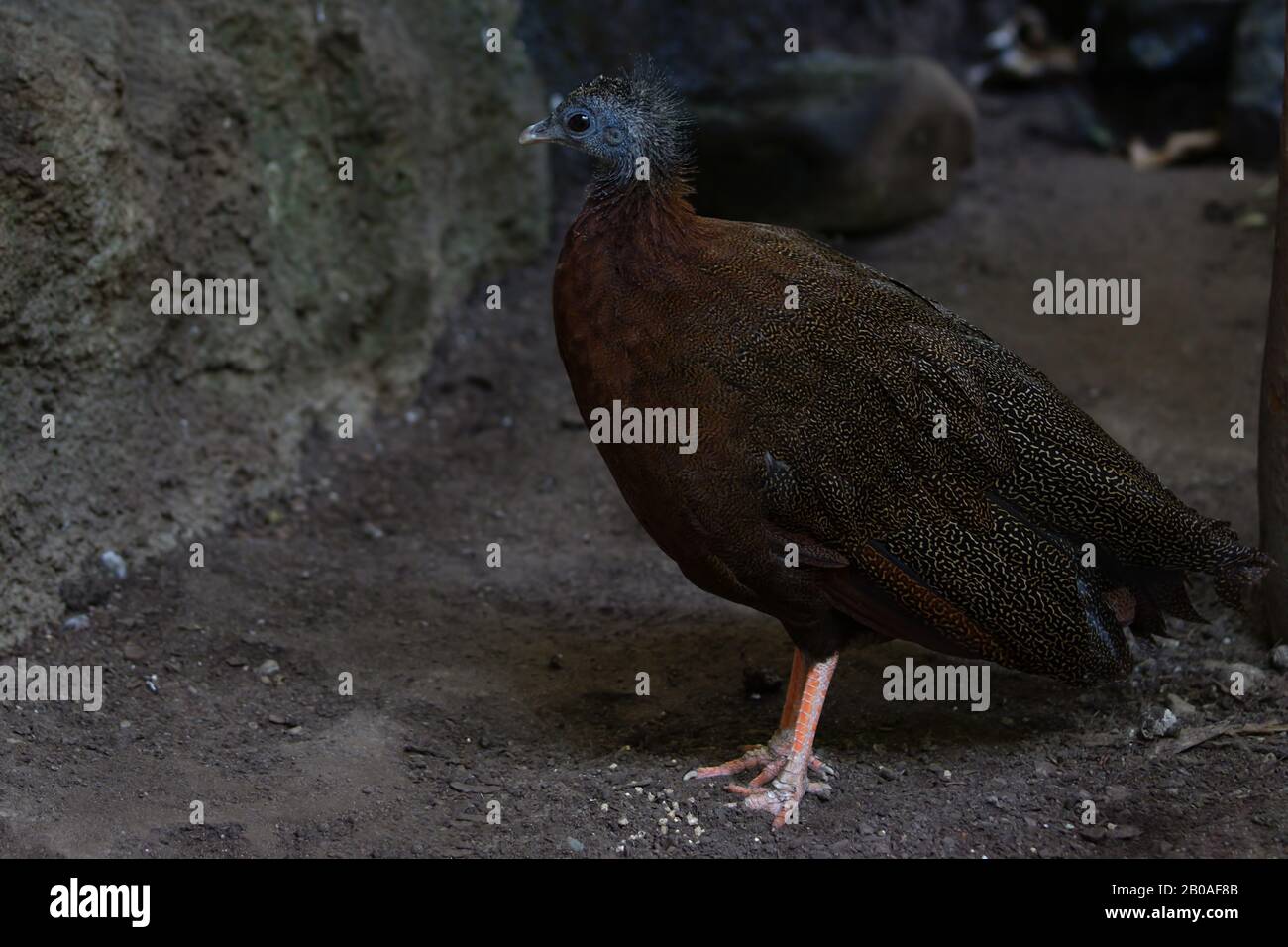 Great Argus Argusianus Bird Portrait Rock Stock Photo - Alamy