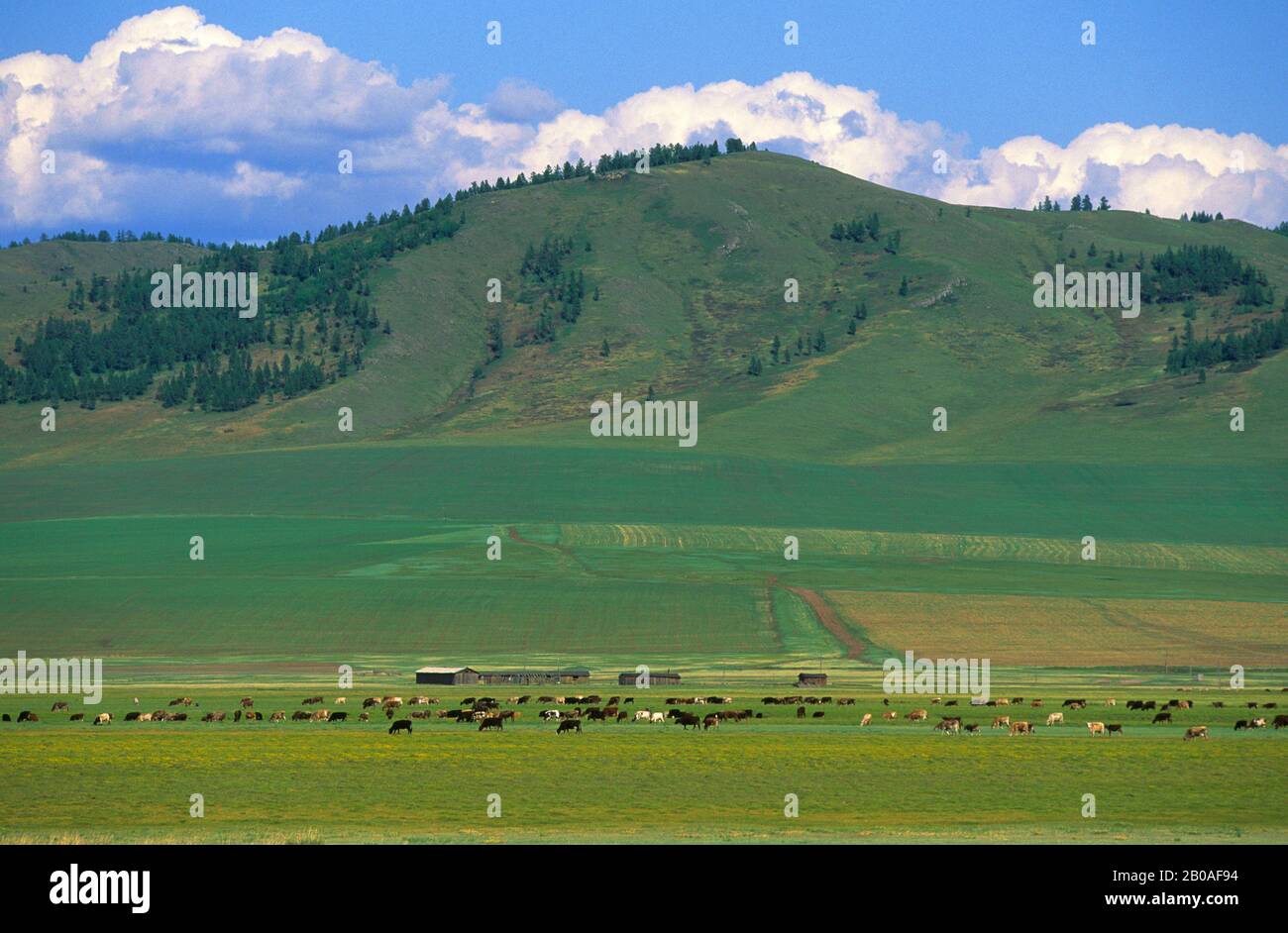 MONGOLIA, NEAR ULAN BATOR, MONGOLIAN GRASSLAND WITH CATTLE Stock Photo ...