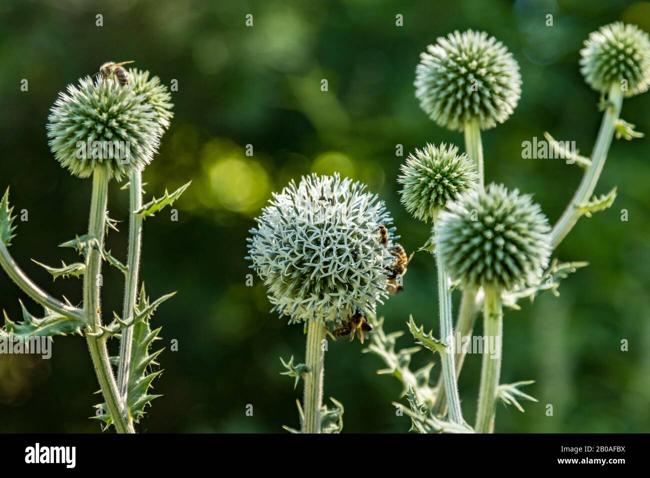 Barbed thistle hi-res stock photography and images - Alamy