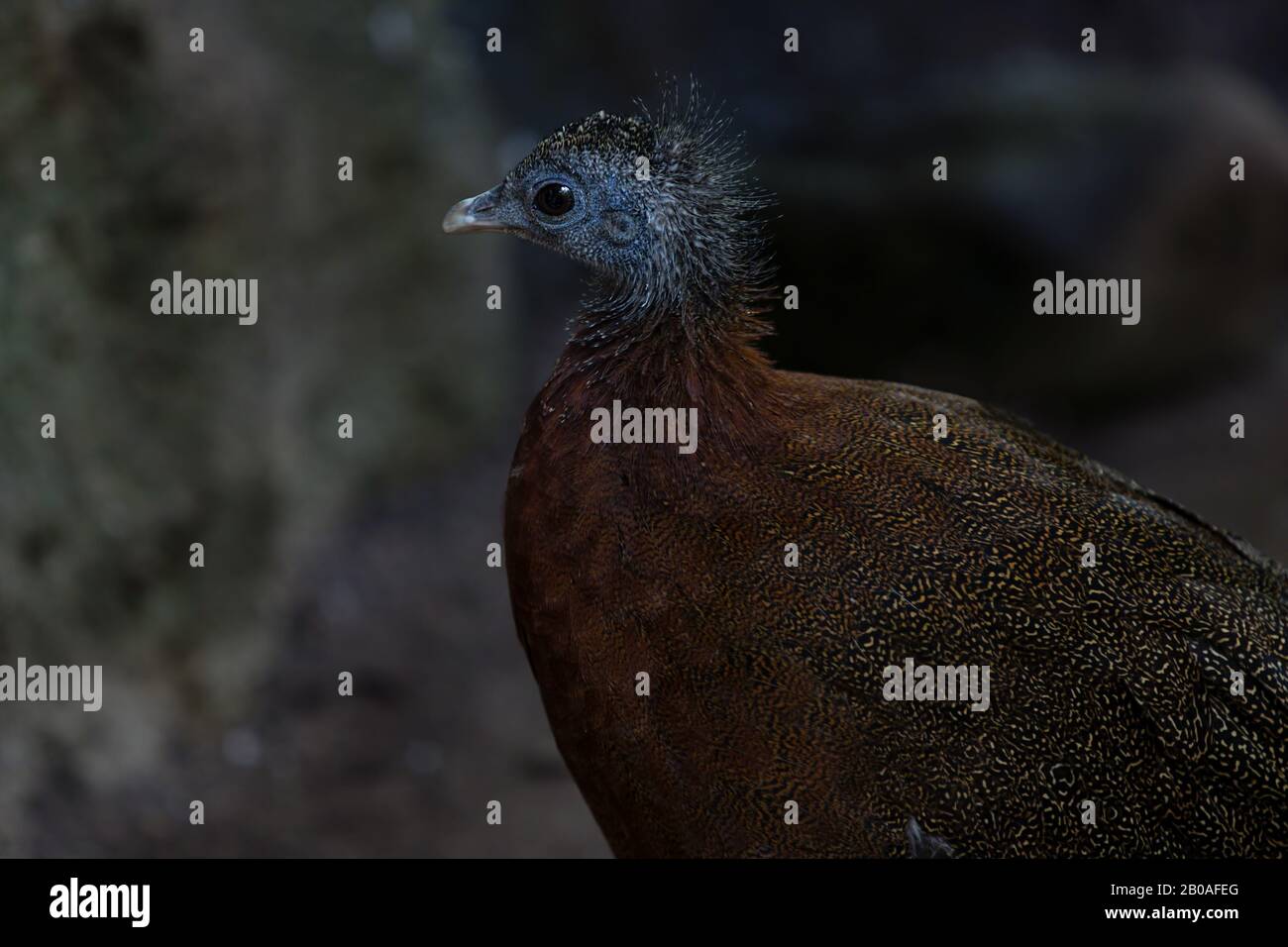 Great Argus Argusianus Bird Portrait Close Up Portrait Stock Photo - Alamy