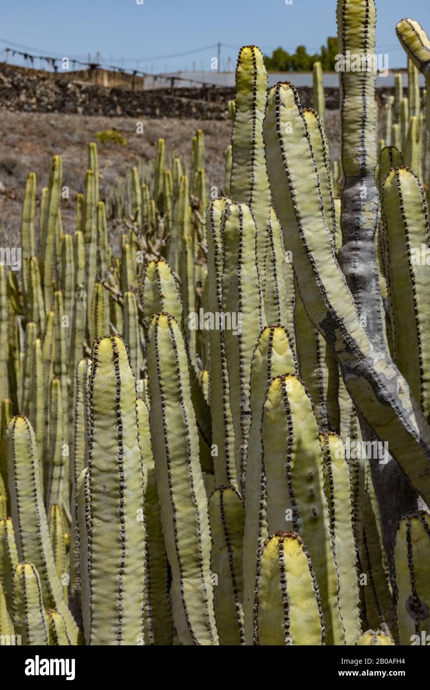 Genus euphorbia hi-res stock photography and images - Alamy