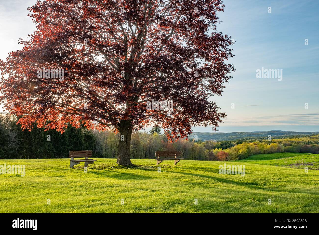 The red maple hi-res stock photography and images - Alamy