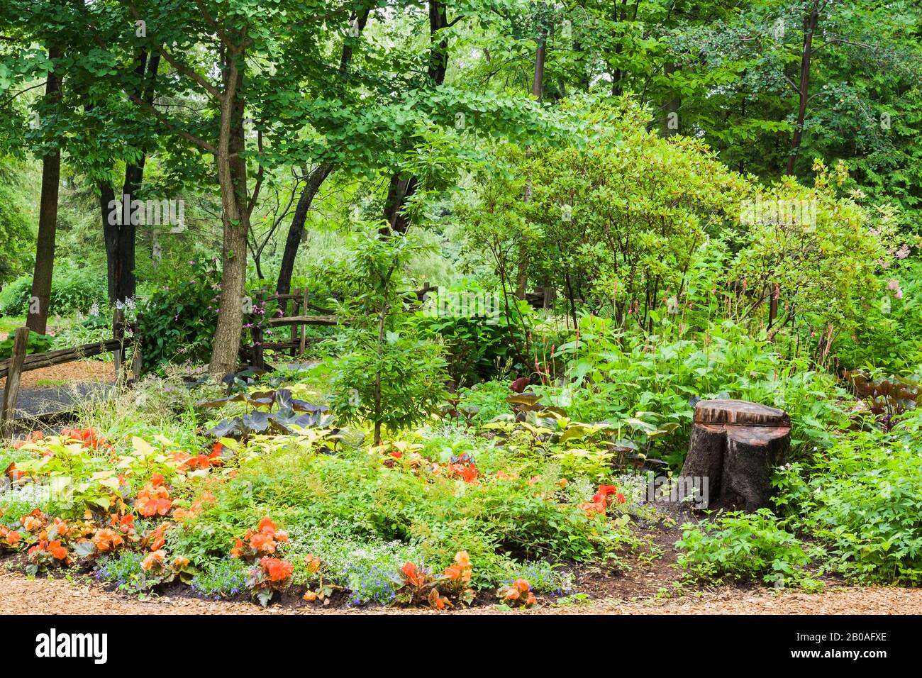 Begonia border hi-res stock photography and images - Alamy