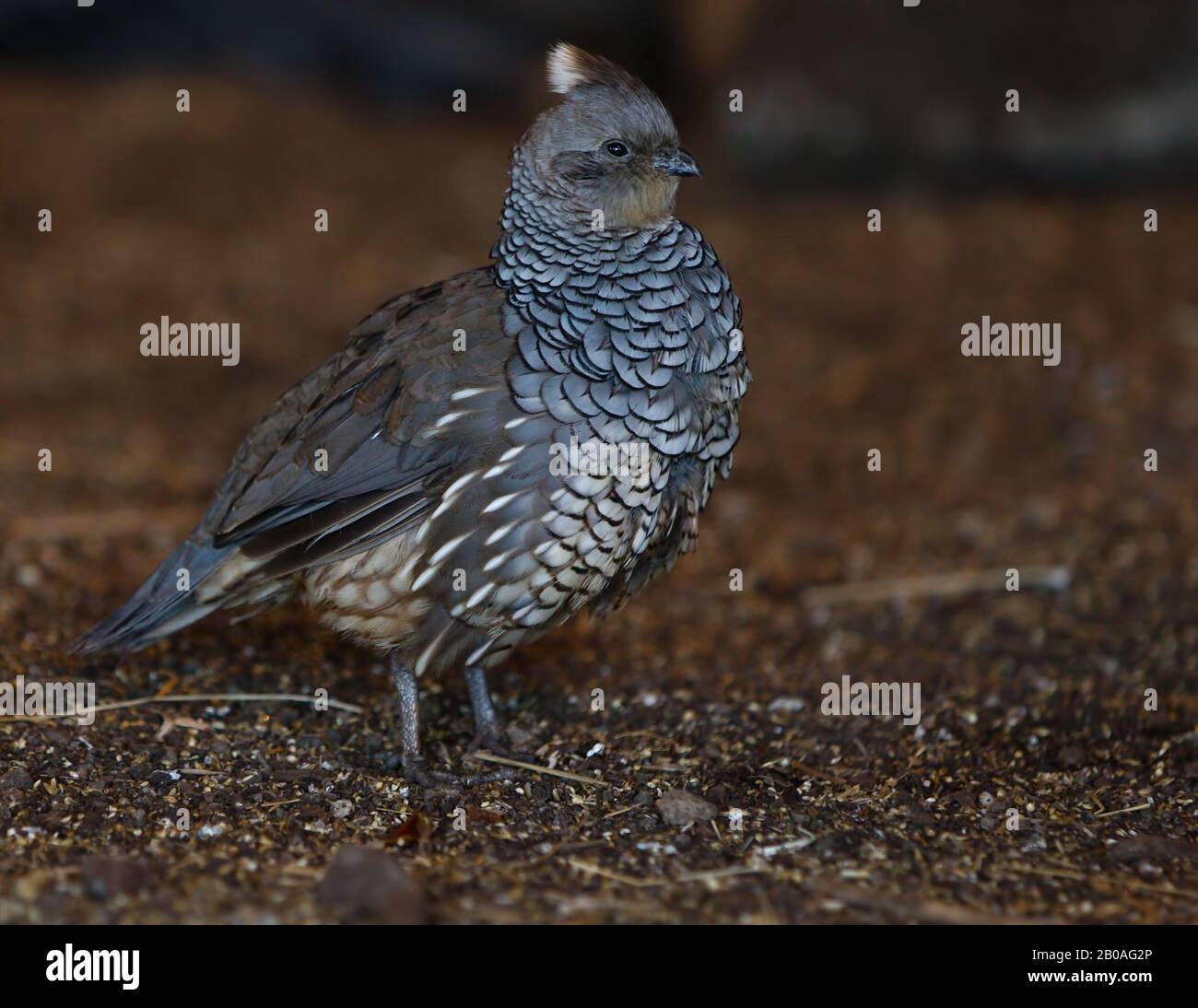 California quail white background hi-res stock photography and images ...