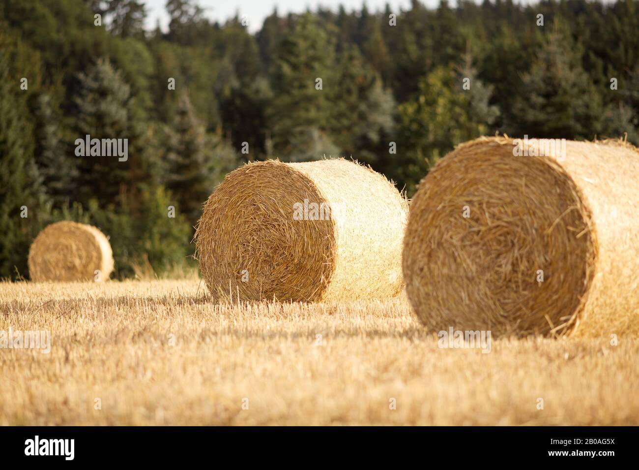 round hay isolated in field Stock Photo - Alamy
