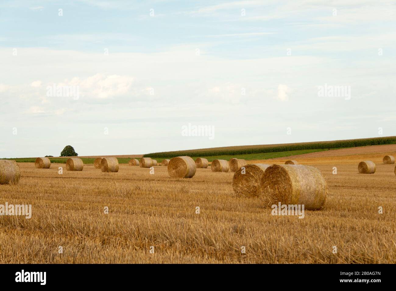 Hay bales field vertical harvest hi-res stock photography and images ...