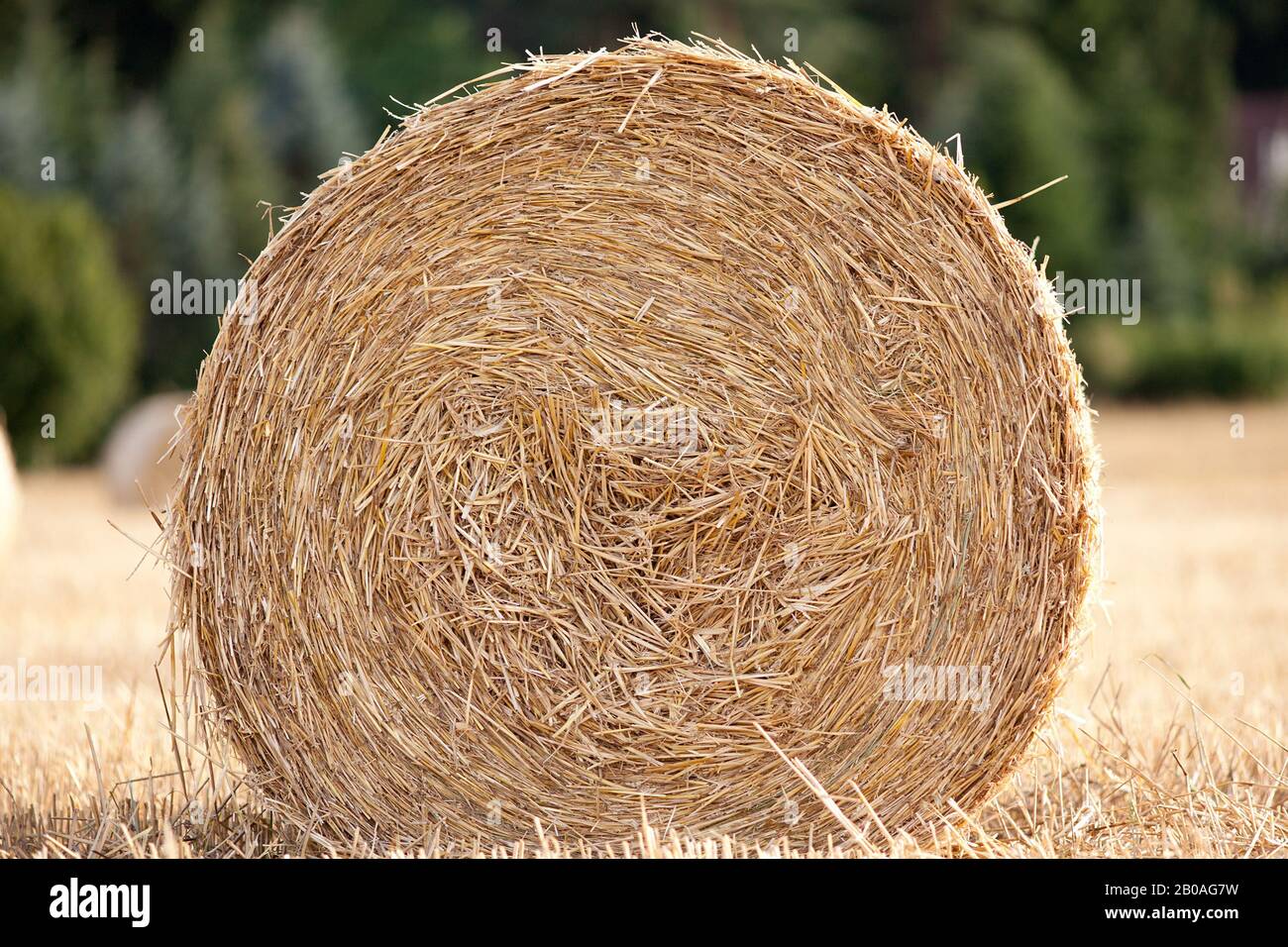 Straw bale on cornfield. round bale Stock Photo - Alamy