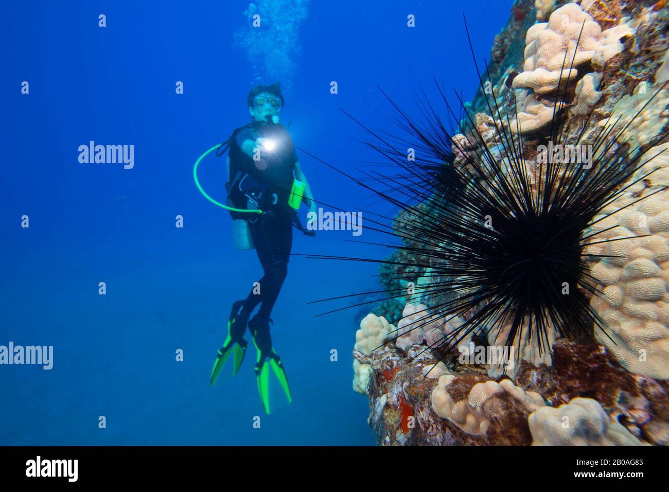 A diver (MR) observes a long-spined sea urchin, Diadema paucispinum ...