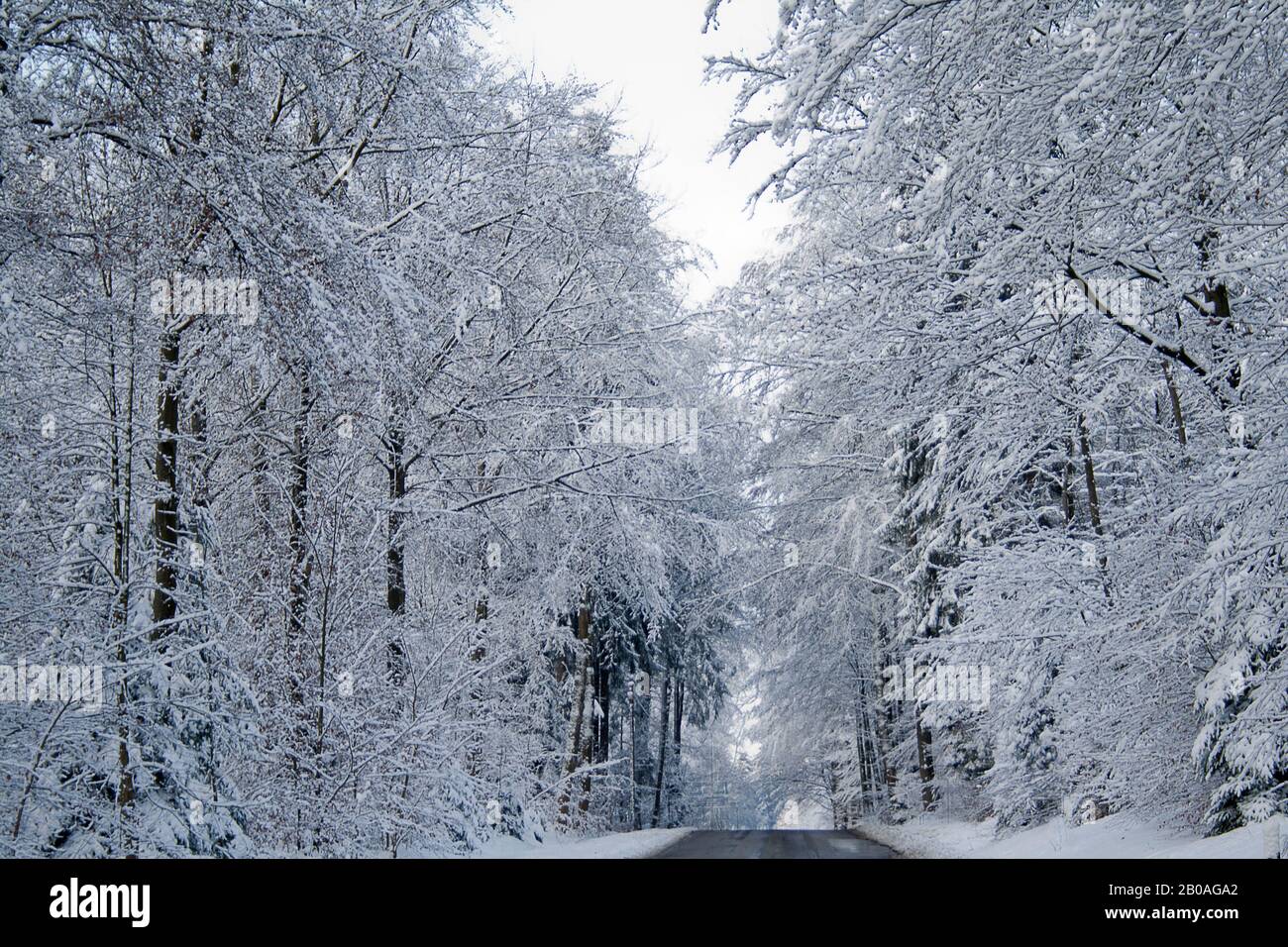 winter frost trees with snow Stock Photo - Alamy
