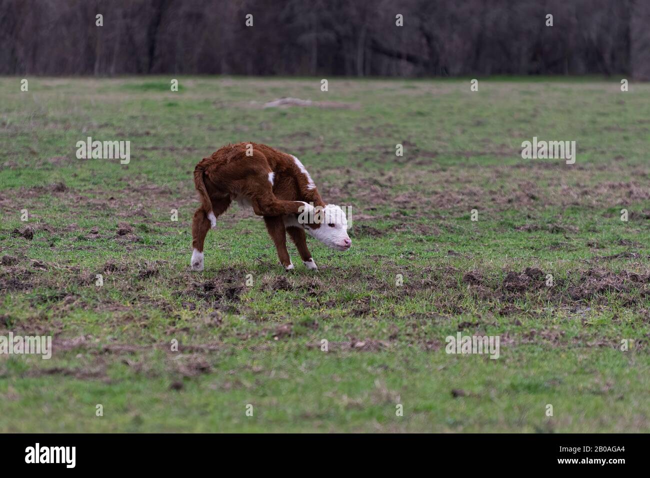Cow Scratching Scratch High Resolution Stock Photography and Images - Alamy