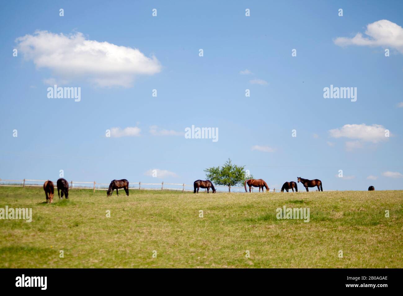 Horse gallop free outside on meadow Stock Photo - Alamy