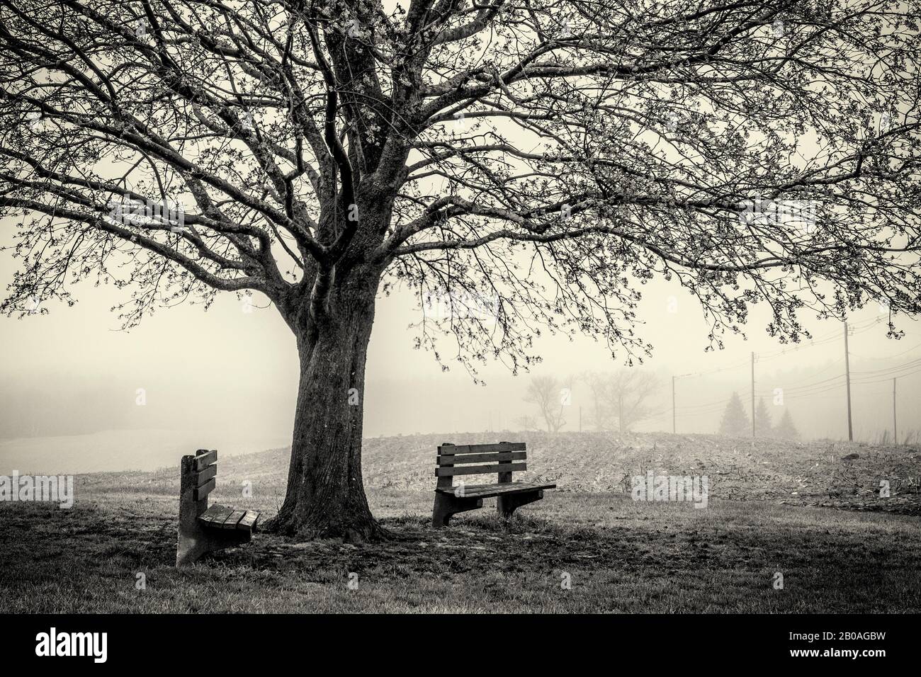 Crimson red maple tree at the Fernald School in Templeton, MA Stock ...