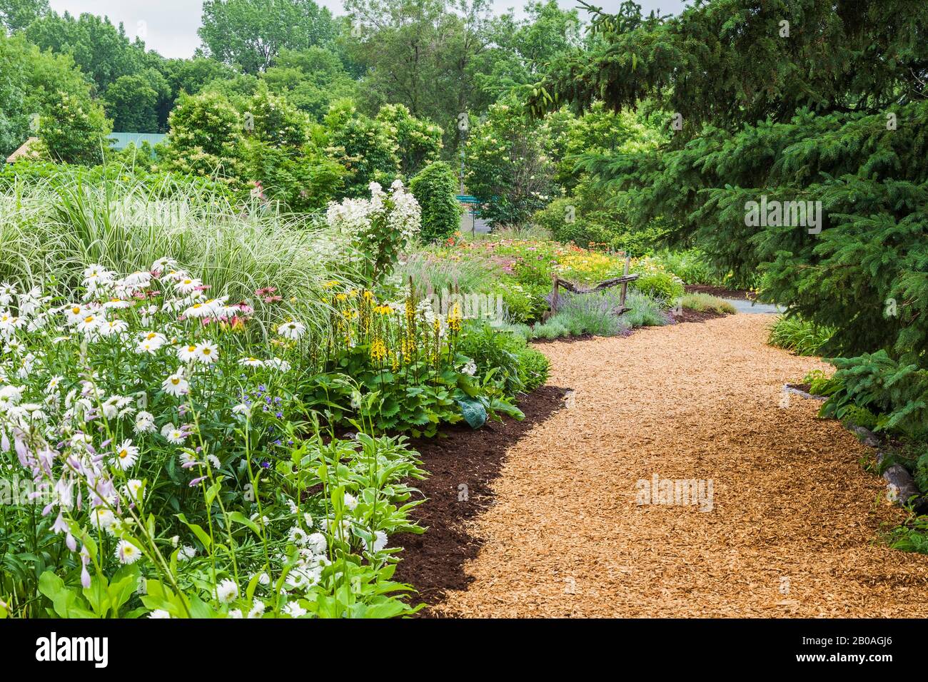 Mulch path through borders with Hosta - Plaintain Lily, white ...