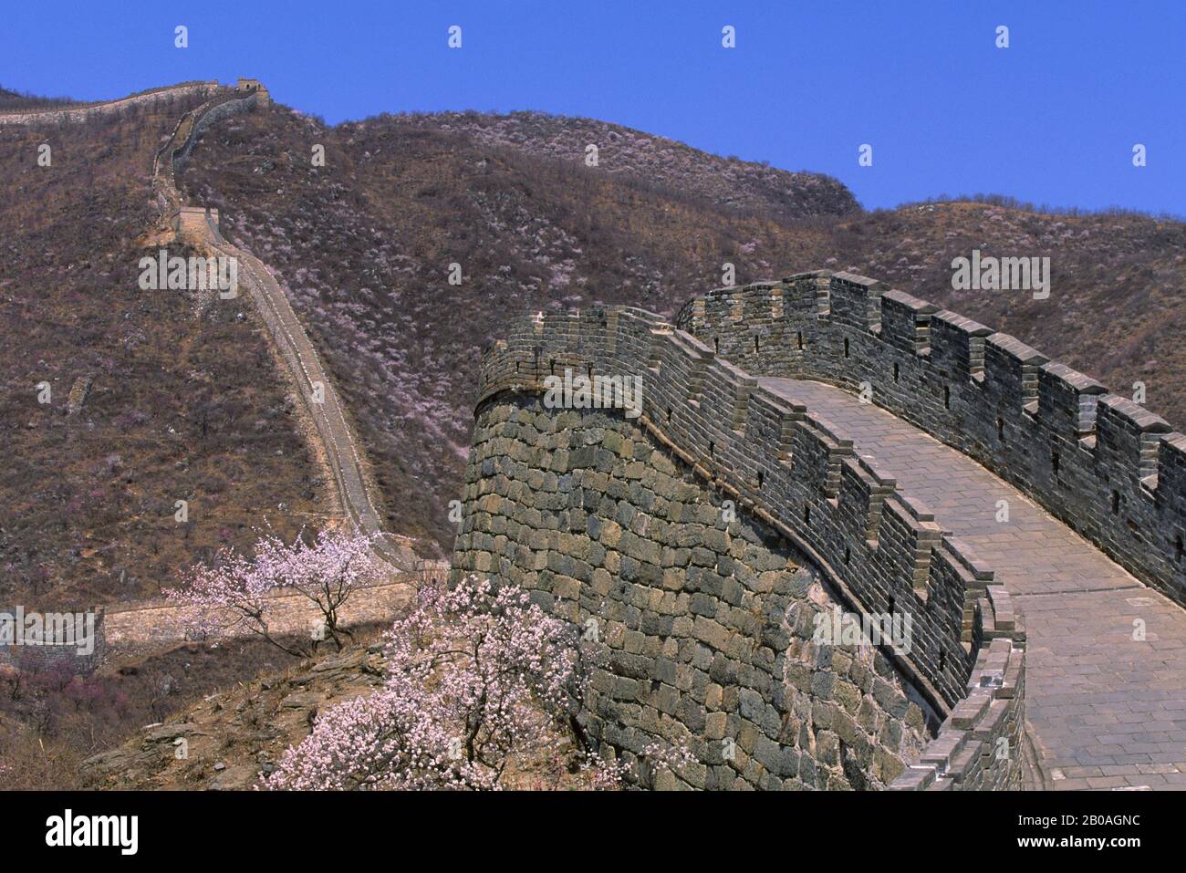 CHINA, NEAR BEIJING, GREAT WALL, FLOWERING PEACH TREES Stock Photo - Alamy