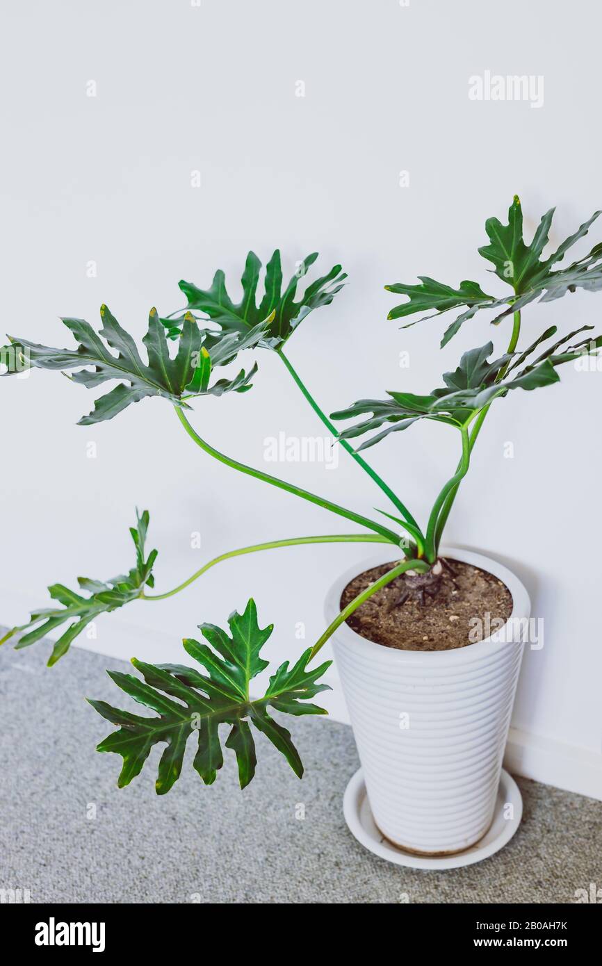 indoor gardening and plants as interior home decor, big monstera plant ...