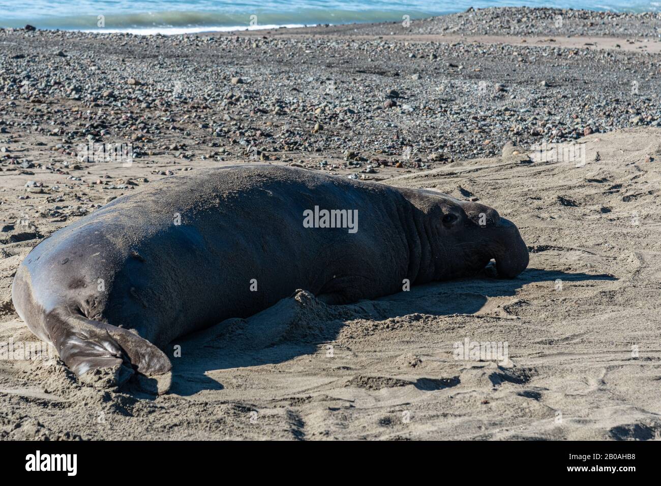 Sea elephant hi-res stock photography and images - Alamy