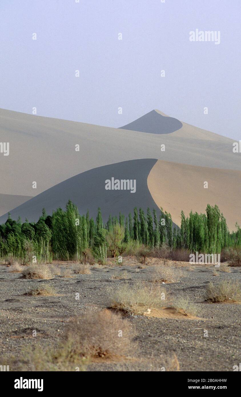 Poplar trees china hi-res stock photography and images - Alamy