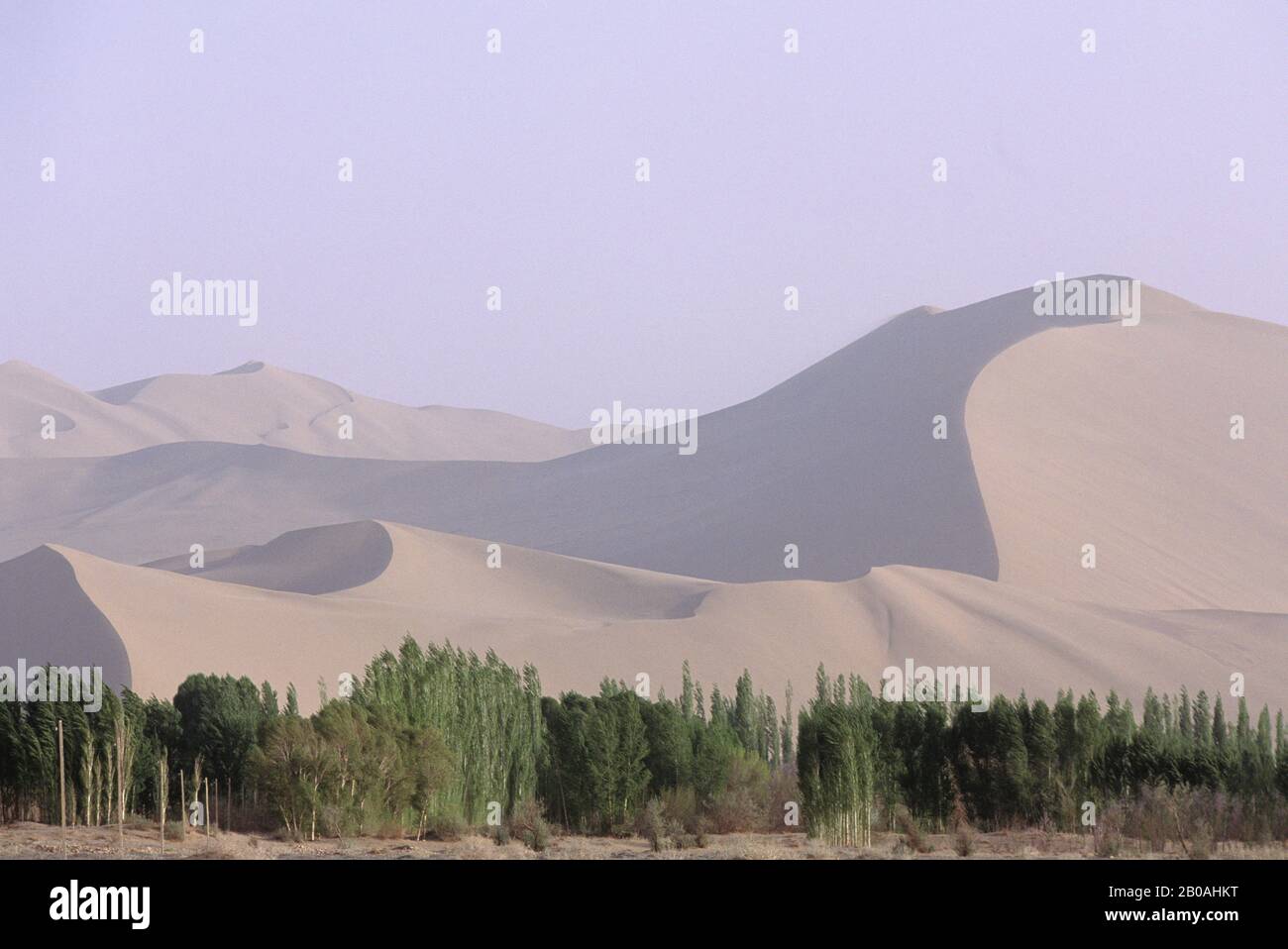 Poplar trees china hi-res stock photography and images - Alamy