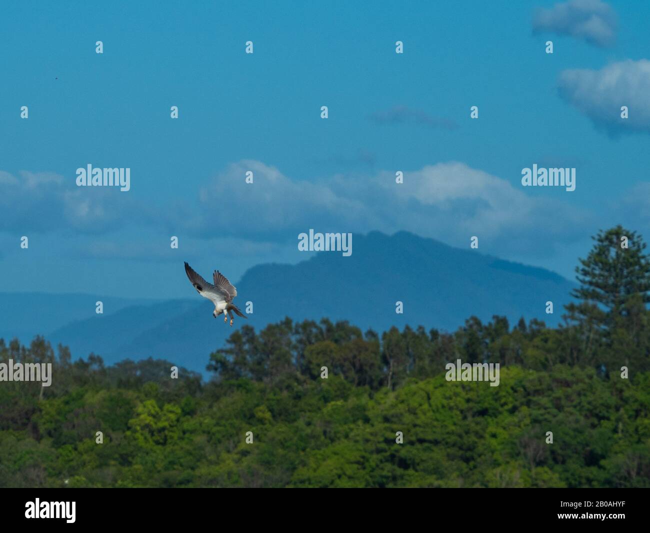A bird, Black Shouldered Kite bird, Elanus axillaris, hovering over ...