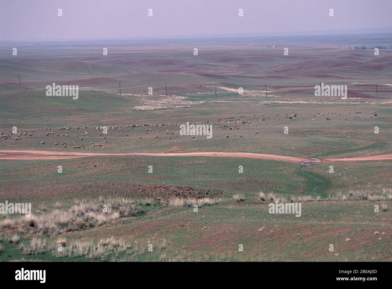 KAZAKHSTAN, NEAR ALMA-ATA, STEPPE GRASSLAND, SHEEP, STEPPES Stock Photo ...