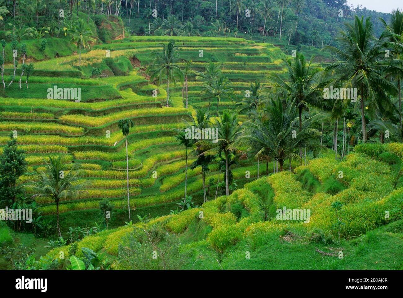 INDONESIA, BALI, TERRACED RICE FIELDS Stock Photo - Alamy