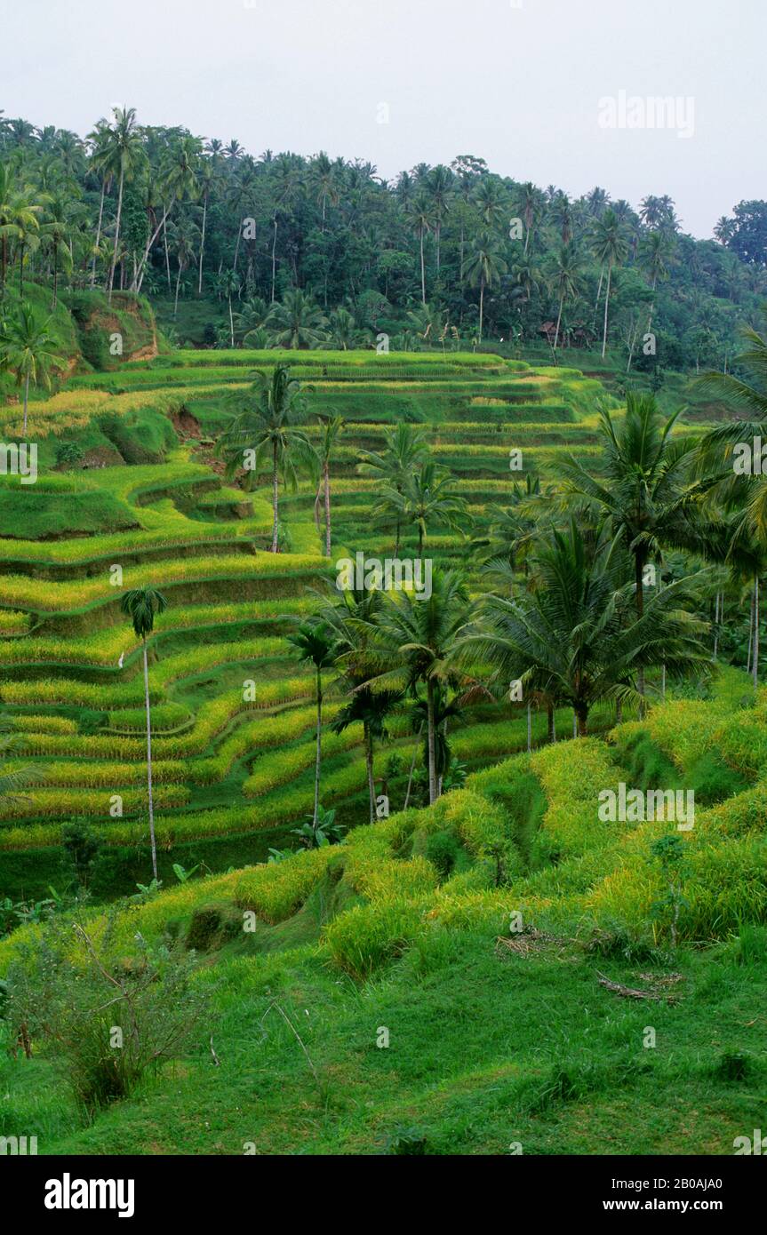 INDONESIA, BALI, TERRACED RICE FIELDS Stock Photo - Alamy