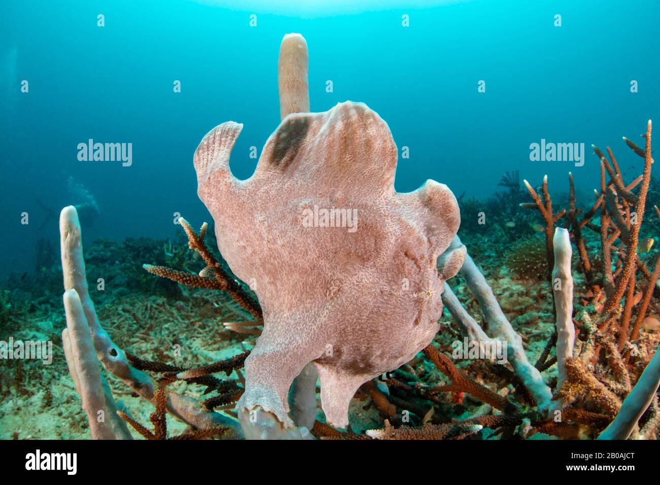 Rare frogfish hi-res stock photography and images - Alamy